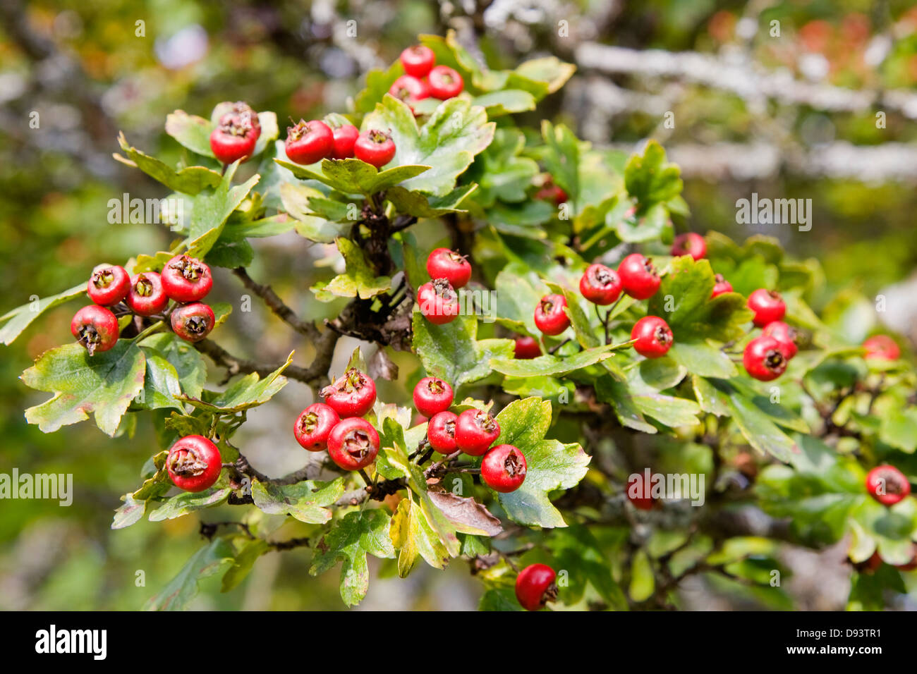 Red berry fruits growing on branch Stock Photo - Alamy