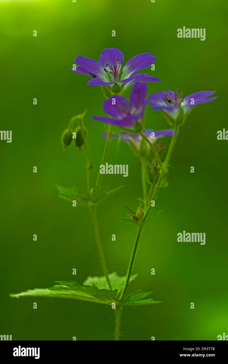 Cranesbill flower hi-res stock photography and images - Alamy
