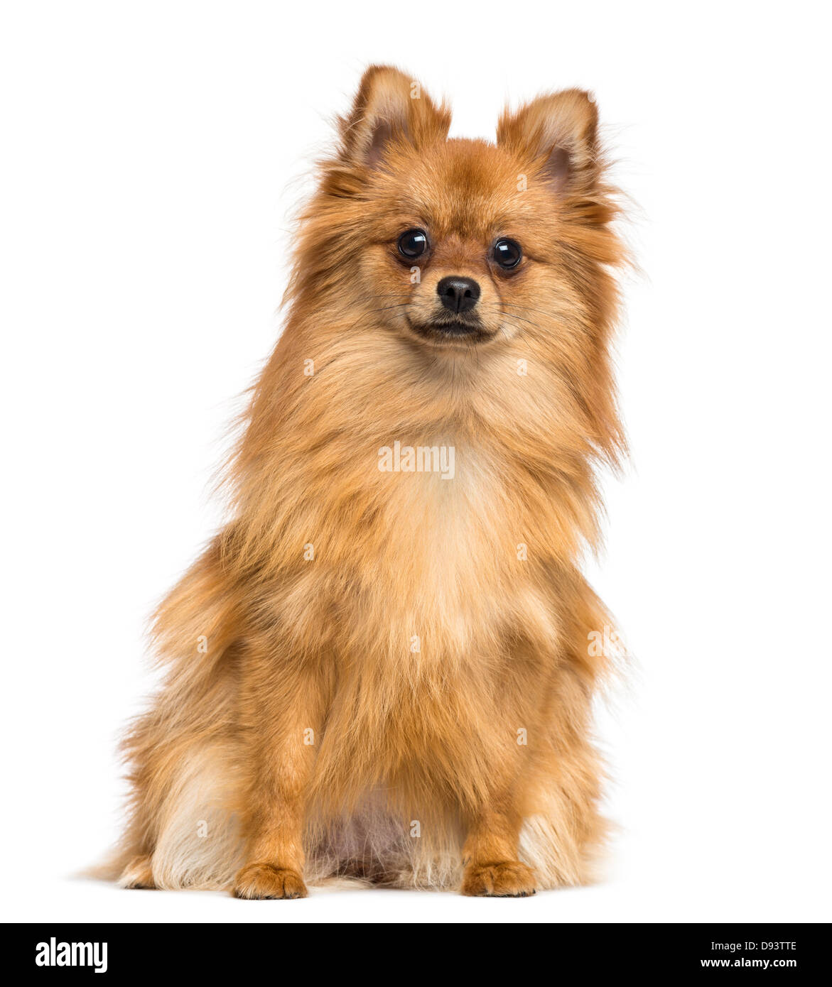 German Spitz sitting, 1 year old, sitting against white background ...