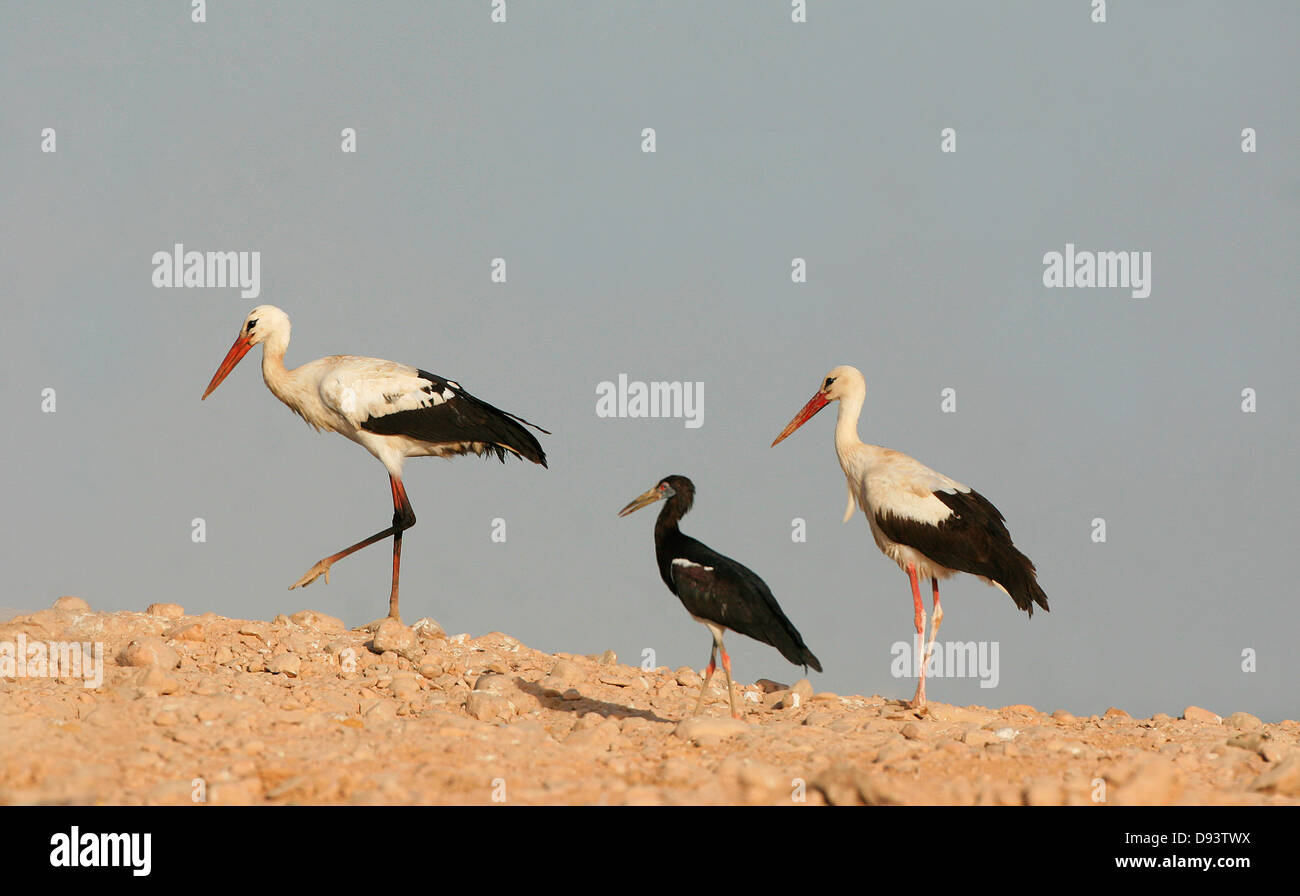 Abdims storks hi-res stock photography and images - Alamy