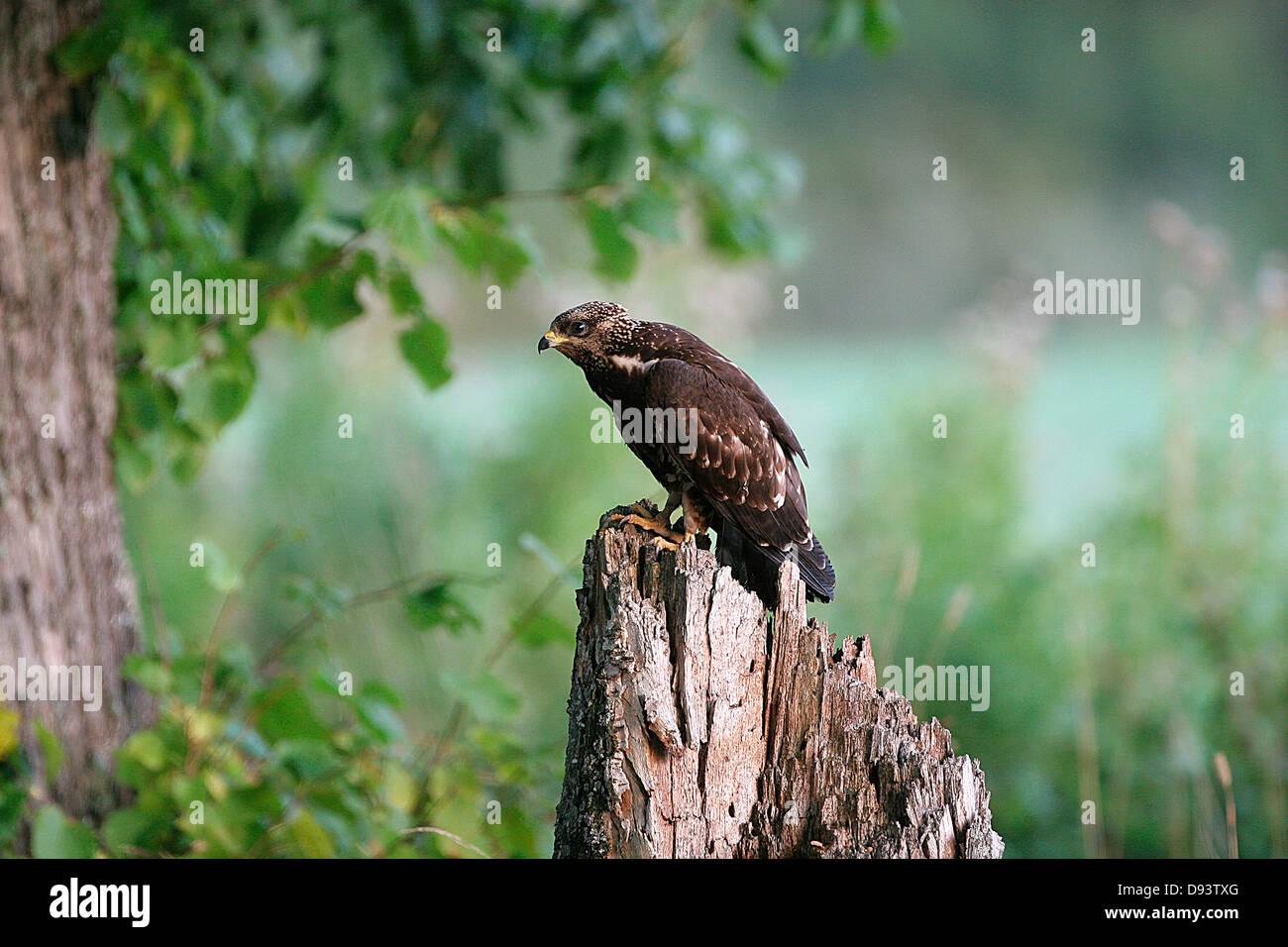 Perching buzzard hi-res stock photography and images - Alamy