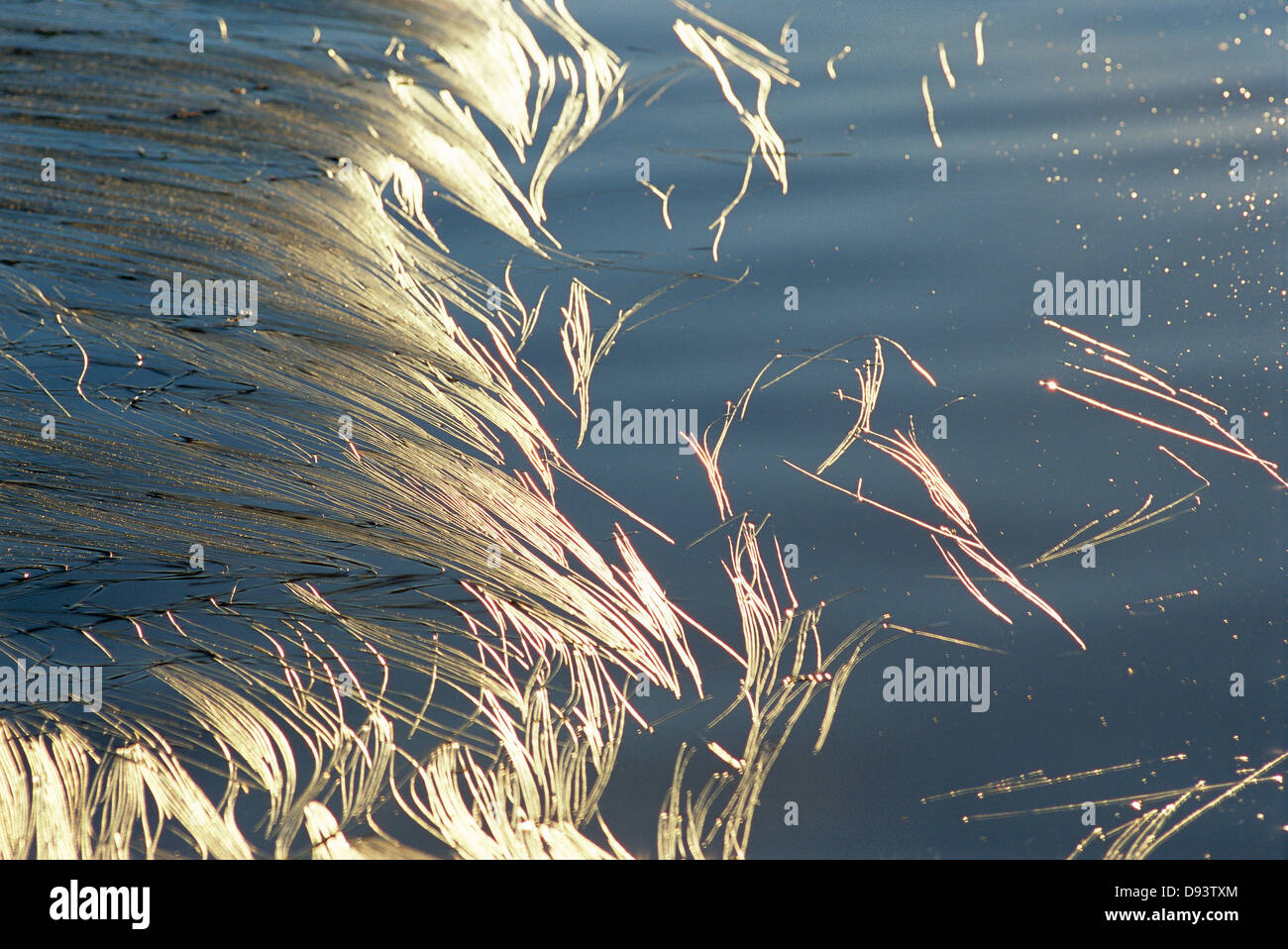 Pattern of straws on a water surface Stock Photo - Alamy