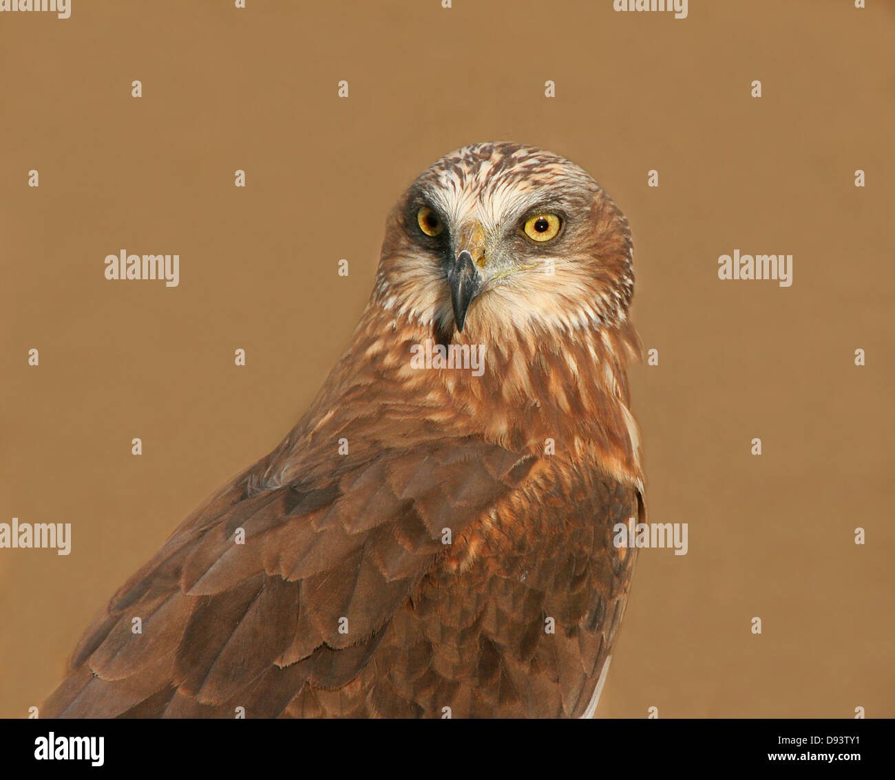 Hawk looking at camera Stock Photo - Alamy