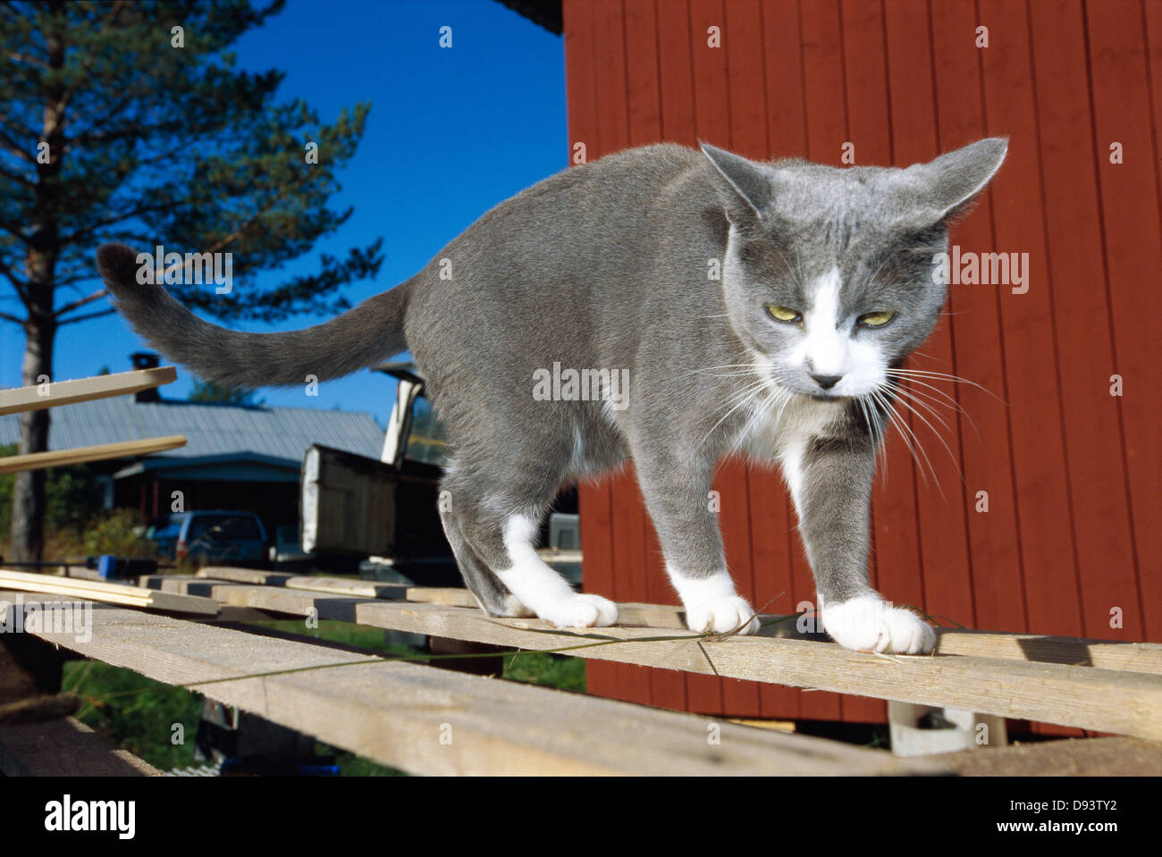A cat balancing on a plank Stock Photo - Alamy