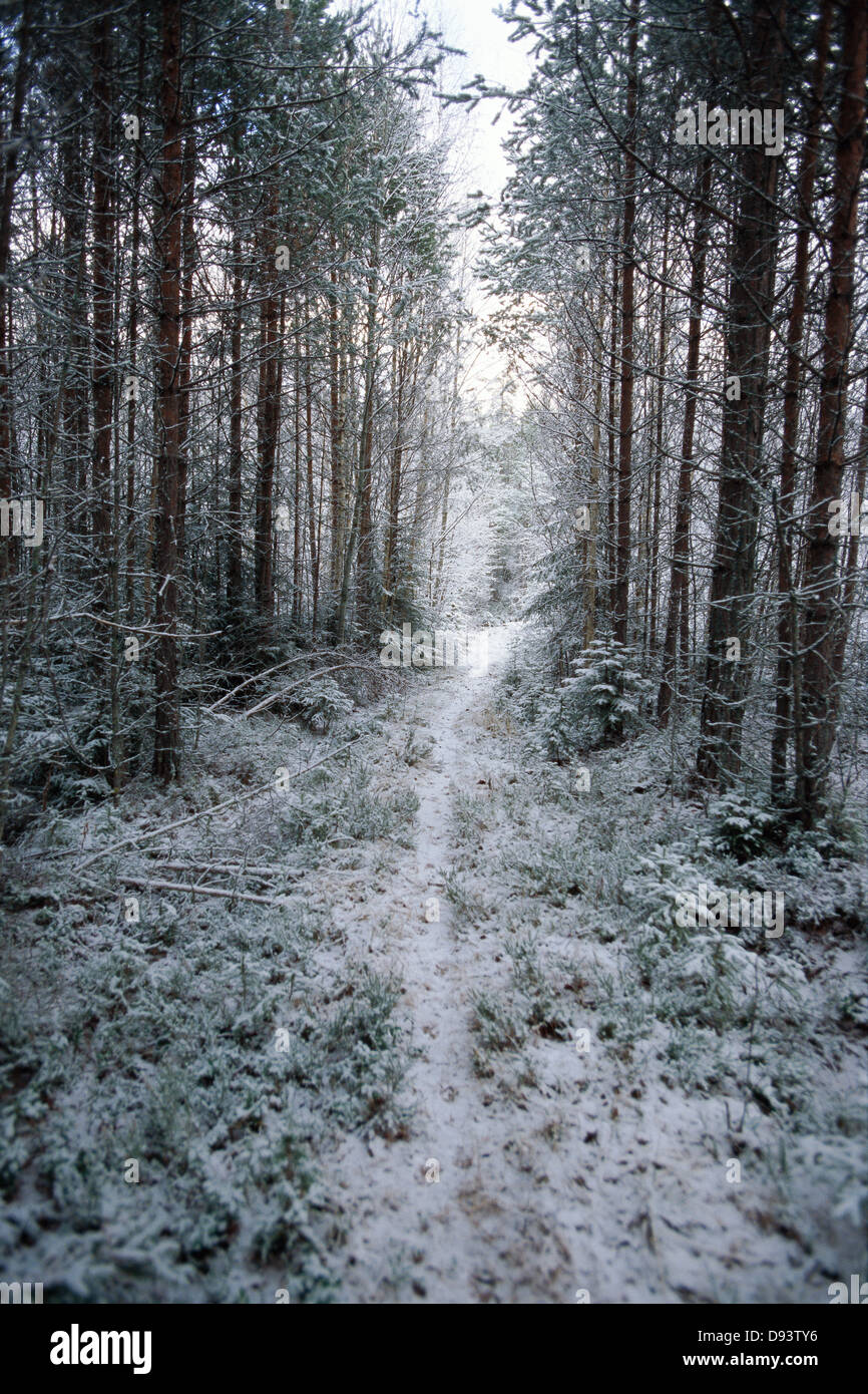 Snow on a forest path Stock Photo - Alamy