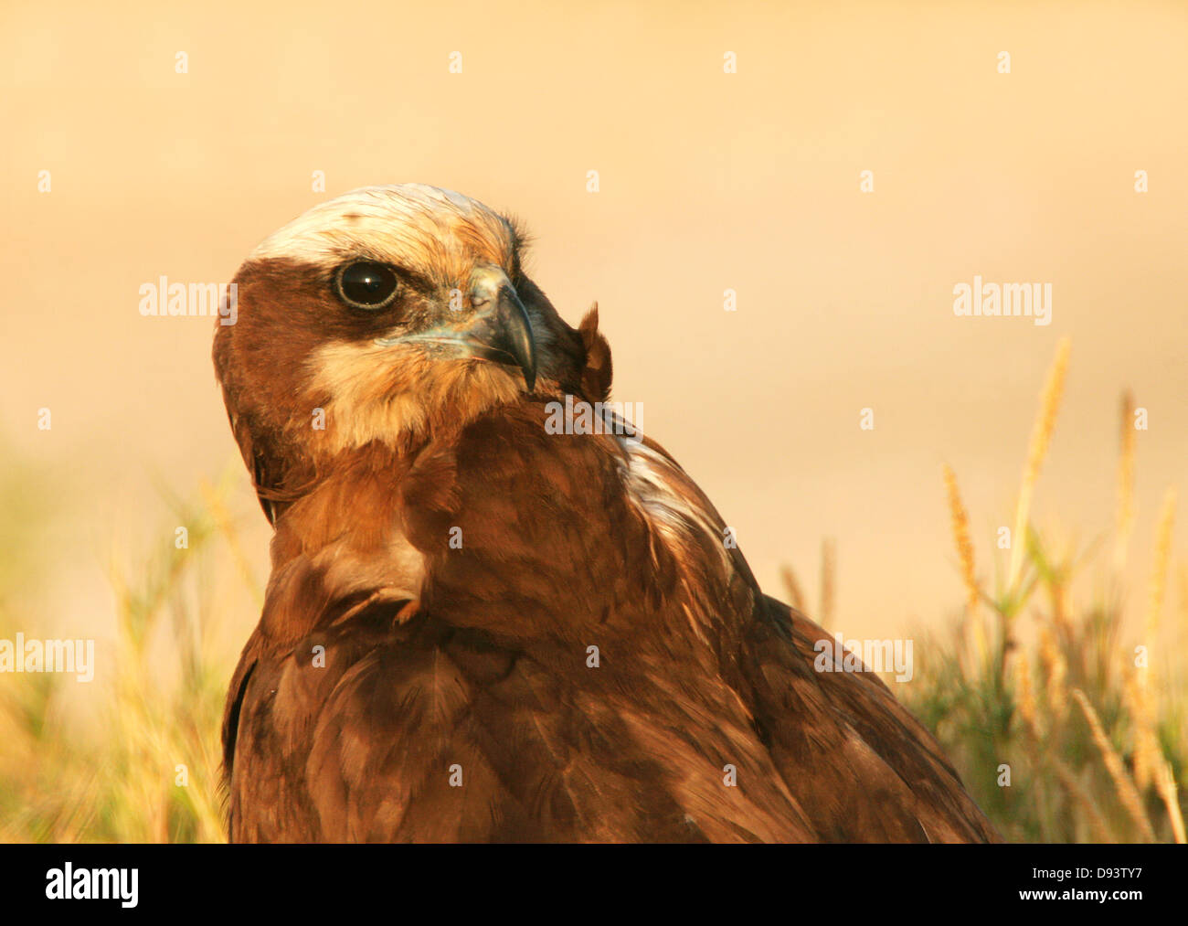 Hawk in front of grass Stock Photo - Alamy