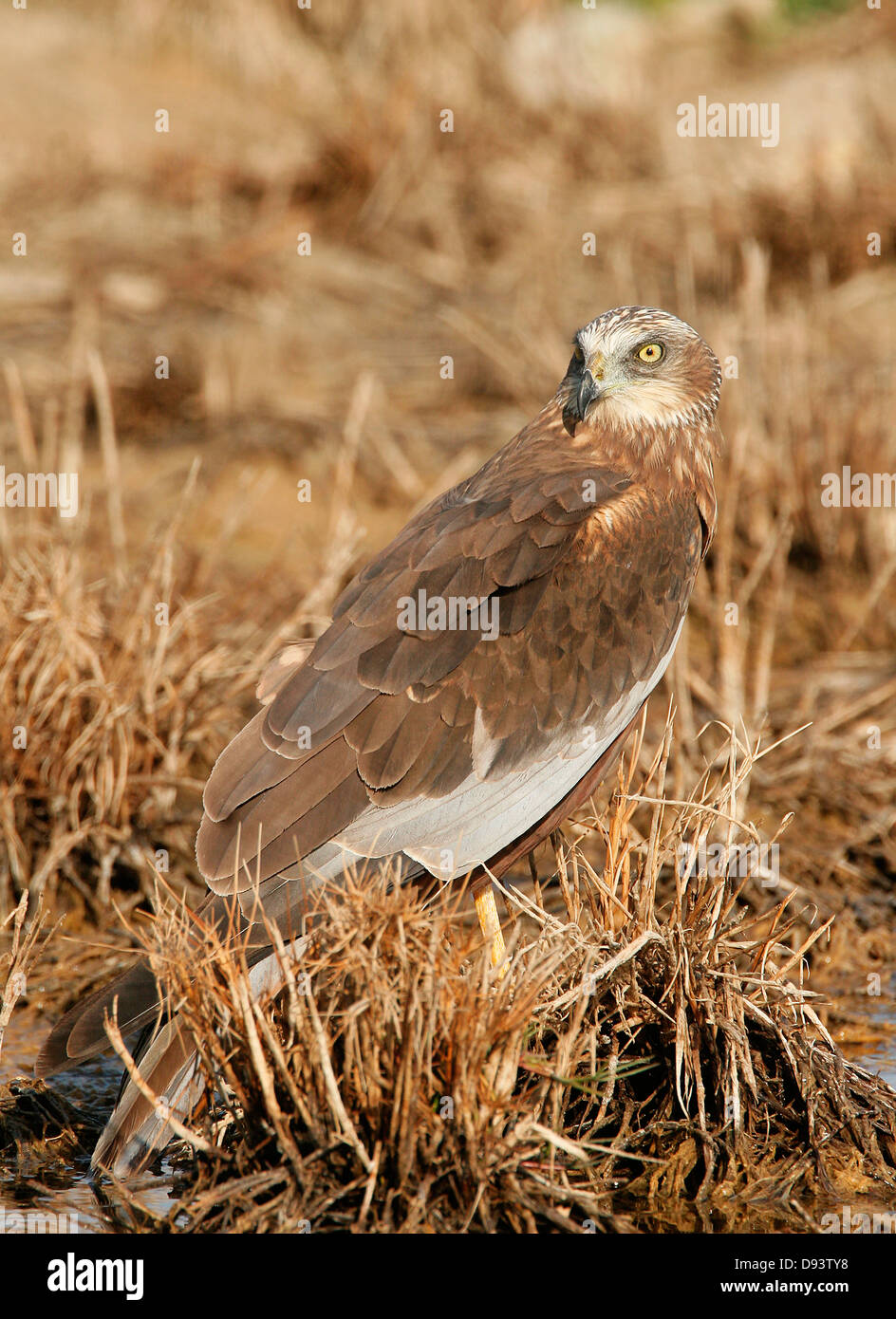 Hawk standing on grass Stock Photo - Alamy