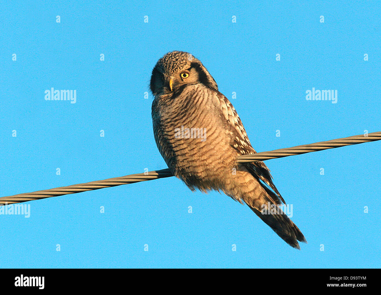 Perching hawk hi-res stock photography and images - Alamy