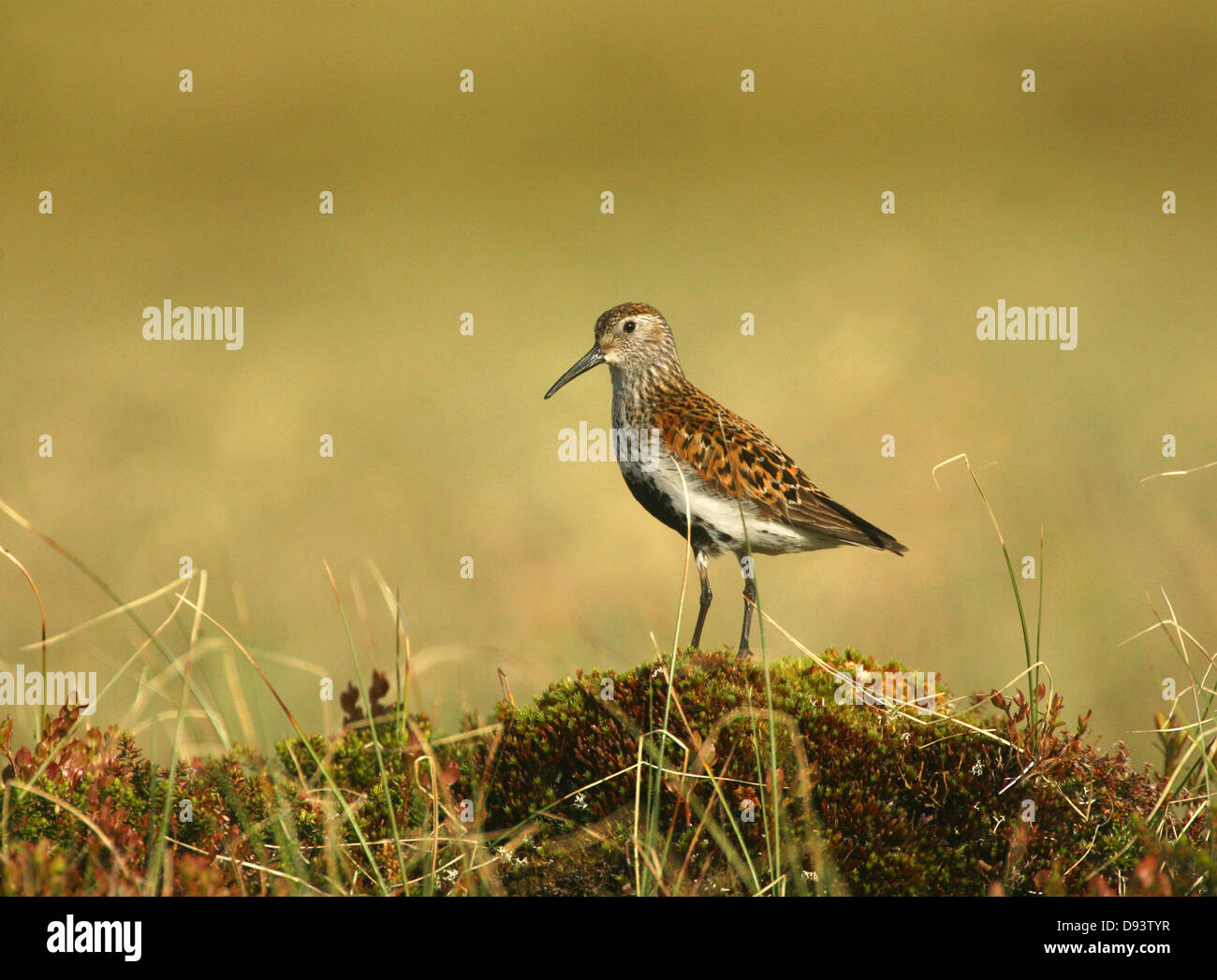 Dunlin bird standing on grass Stock Photo - Alamy