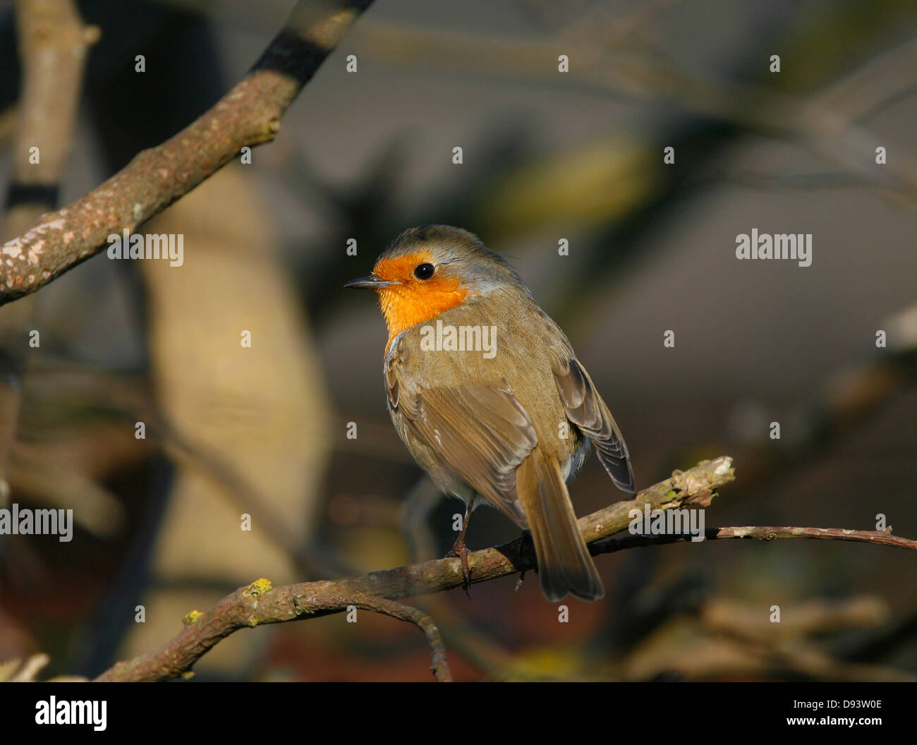 Flycatcher perching hi-res stock photography and images - Alamy