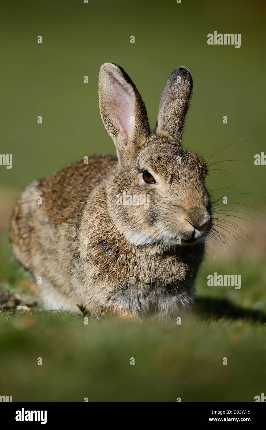 Long eared rabbit hi-res stock photography and images - Alamy