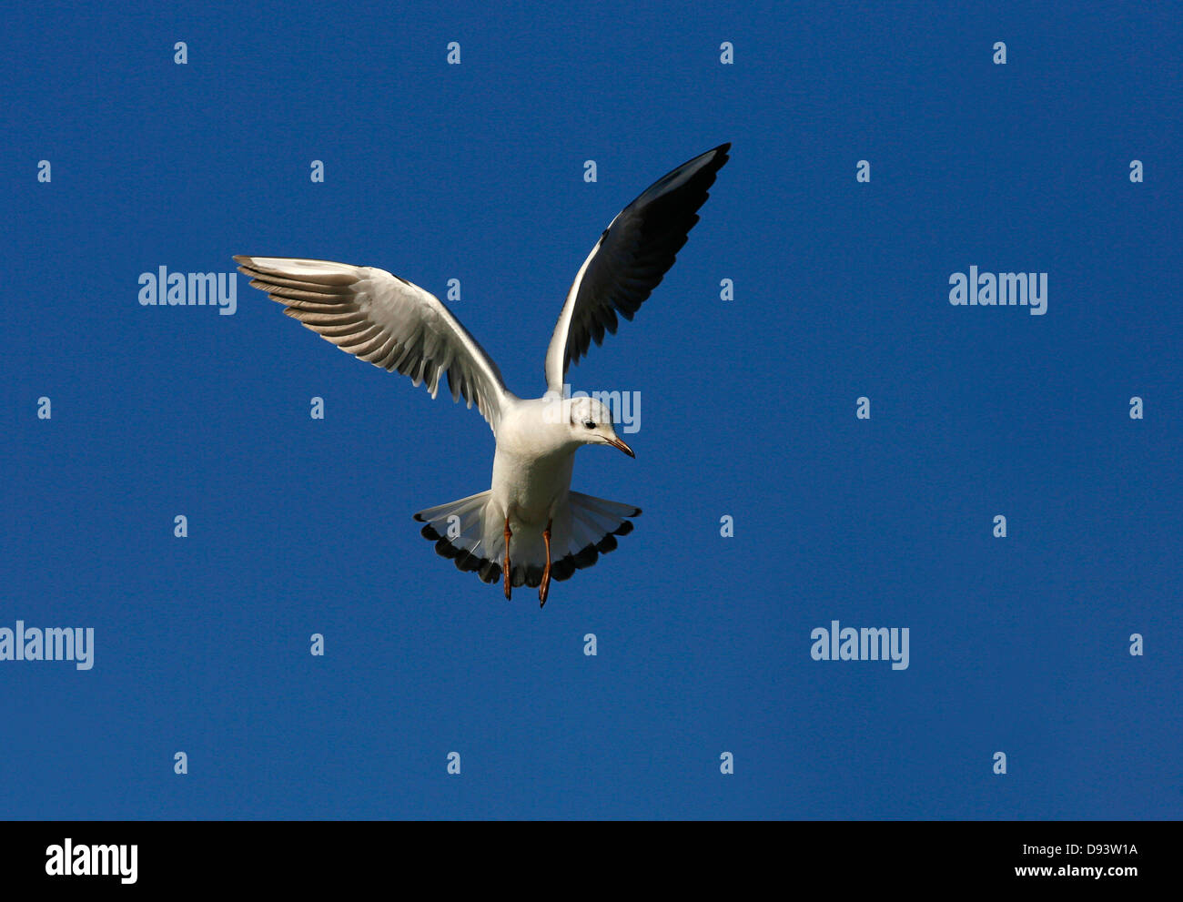 Bird flying , low angle view Stock Photo - Alamy