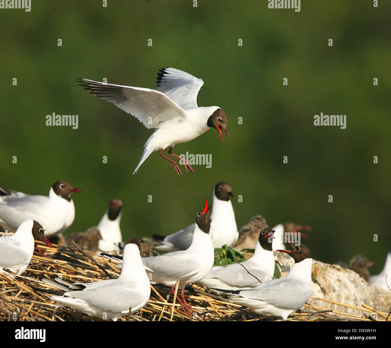 Flock of birds Stock Photo - Alamy