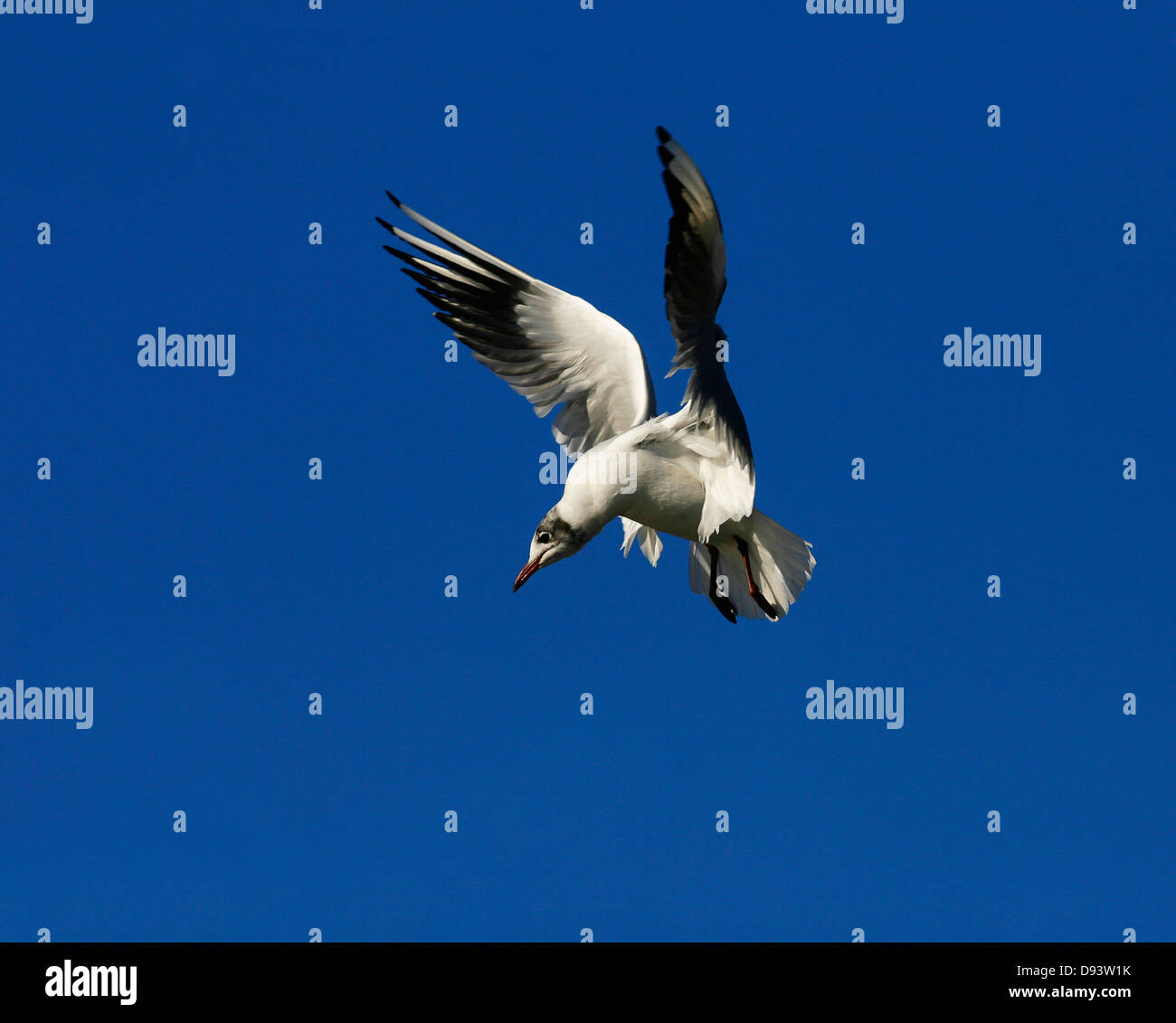 Bird poised for landing Stock Photo - Alamy