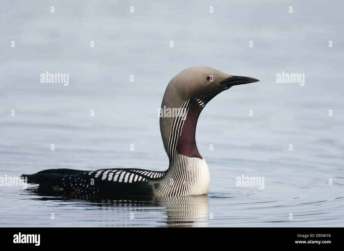 Swimming loons hi-res stock photography and images - Alamy