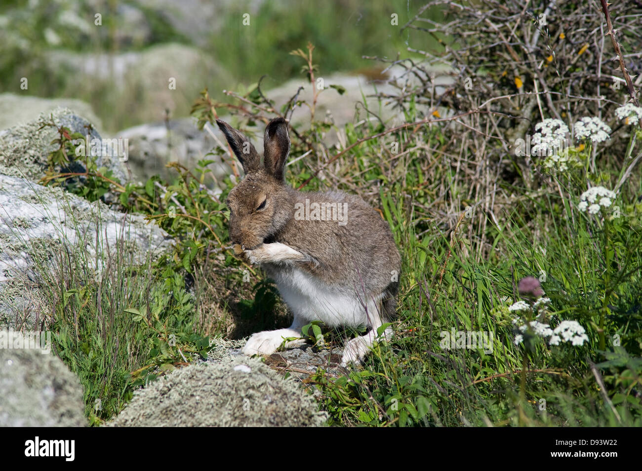 Hare behavior hi-res stock photography and images - Alamy