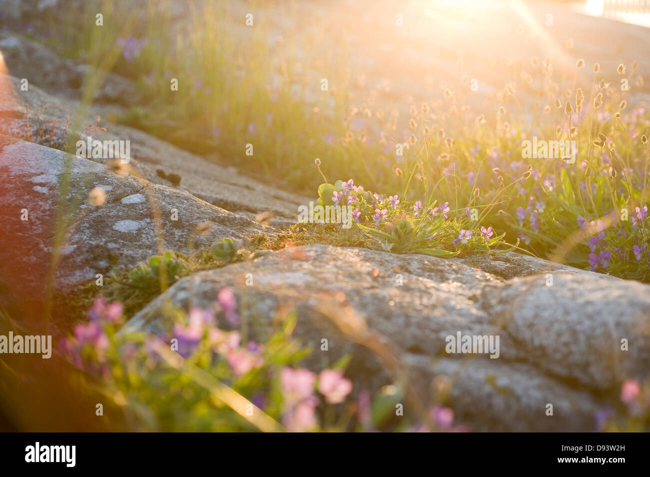 Sunlight on rock and flowers Stock Photo - Alamy