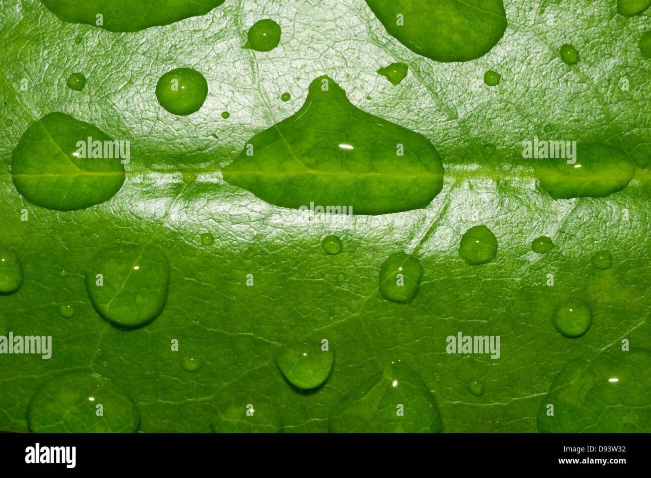 Water drops on leaf, extreme close-up Stock Photo - Alamy