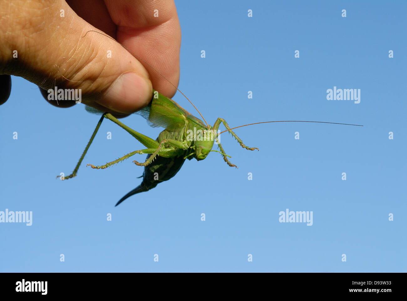 Great green grasshopper hi-res stock photography and images - Alamy