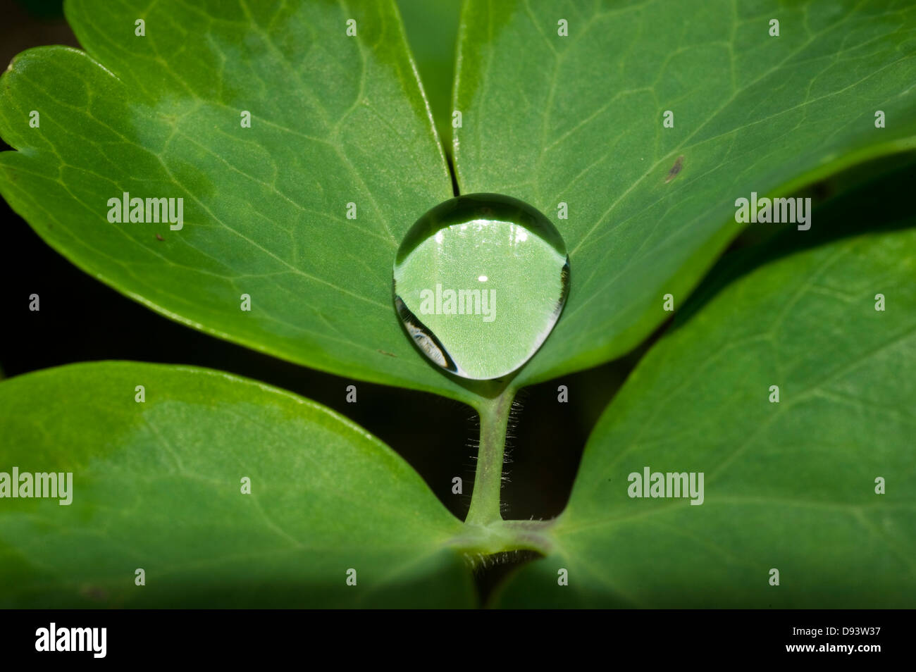 Water drop on leaf, extreme close-up Stock Photo - Alamy
