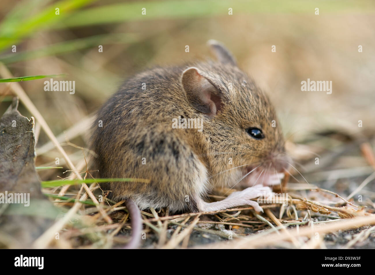 Close-up of yellow-necked mouse Stock Photo - Alamy