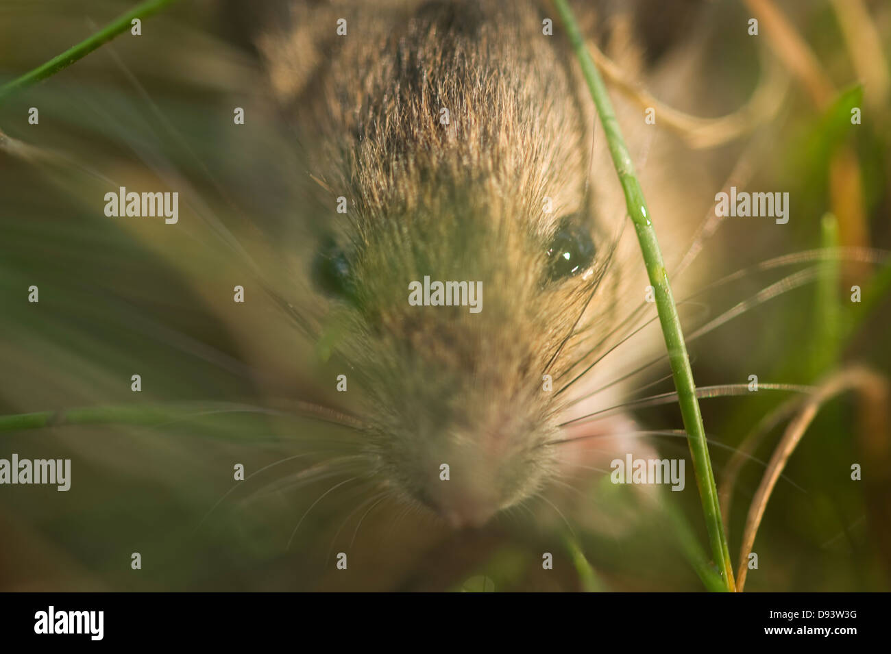 Close-up of yellow-necked mouse Stock Photo - Alamy