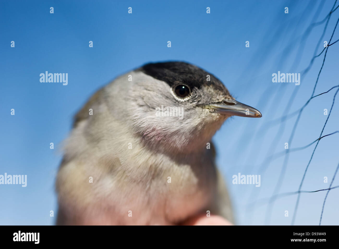 Blackcap close up hi-res stock photography and images - Alamy