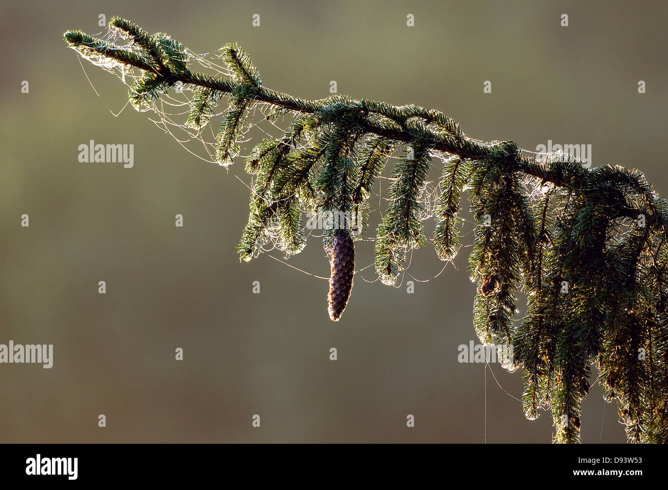 Spruce with spiderweb Stock Photo - Alamy