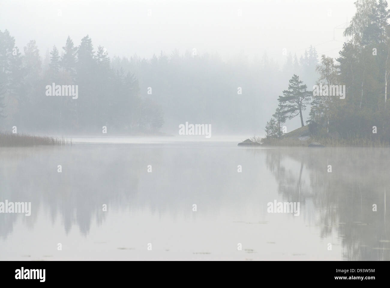 Forest lake in fog Stock Photo - Alamy