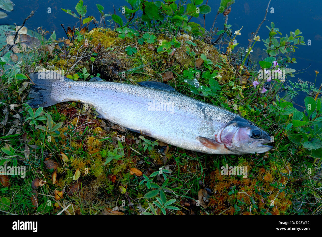 A Rainbow trout Stock Photo - Alamy