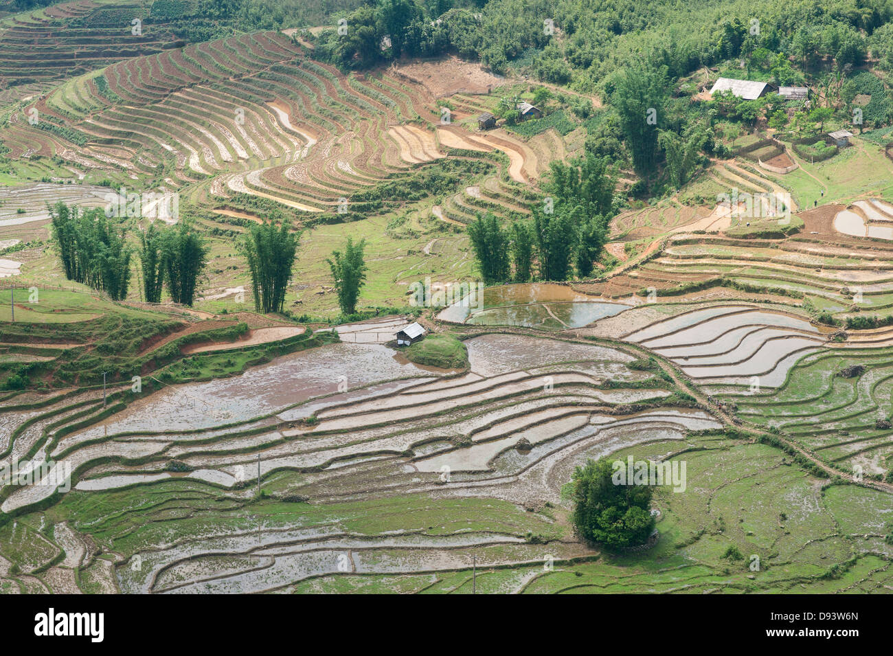 Sapa region, North Vietnam - Rice fields Stock Photo - Alamy