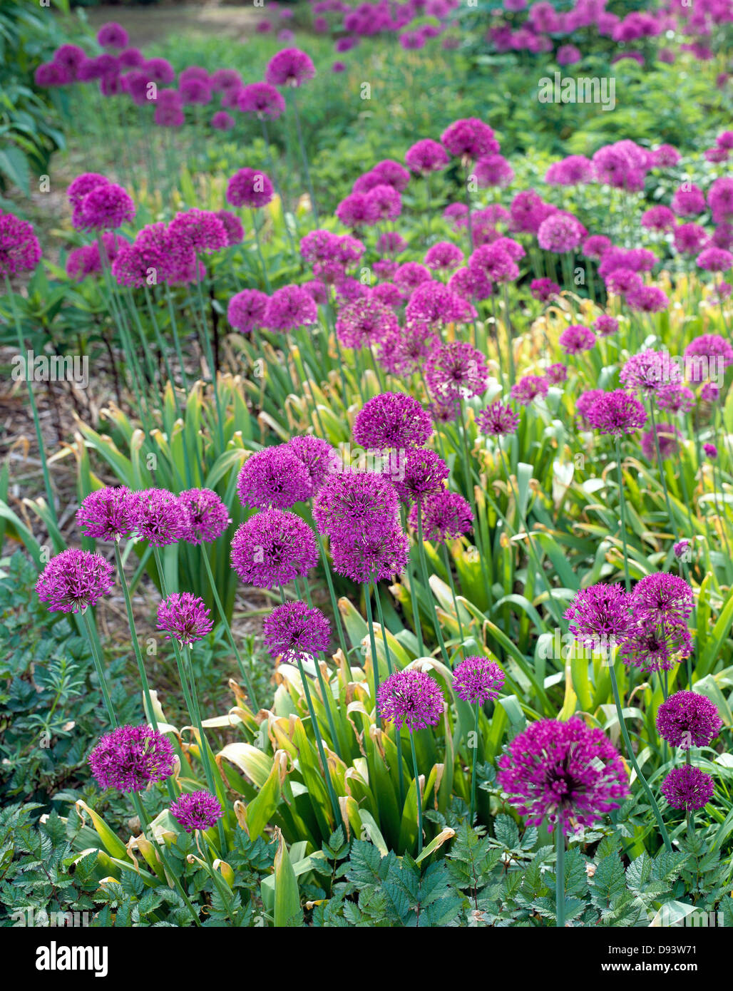 Allium in a flower bed Stock Photo - Alamy