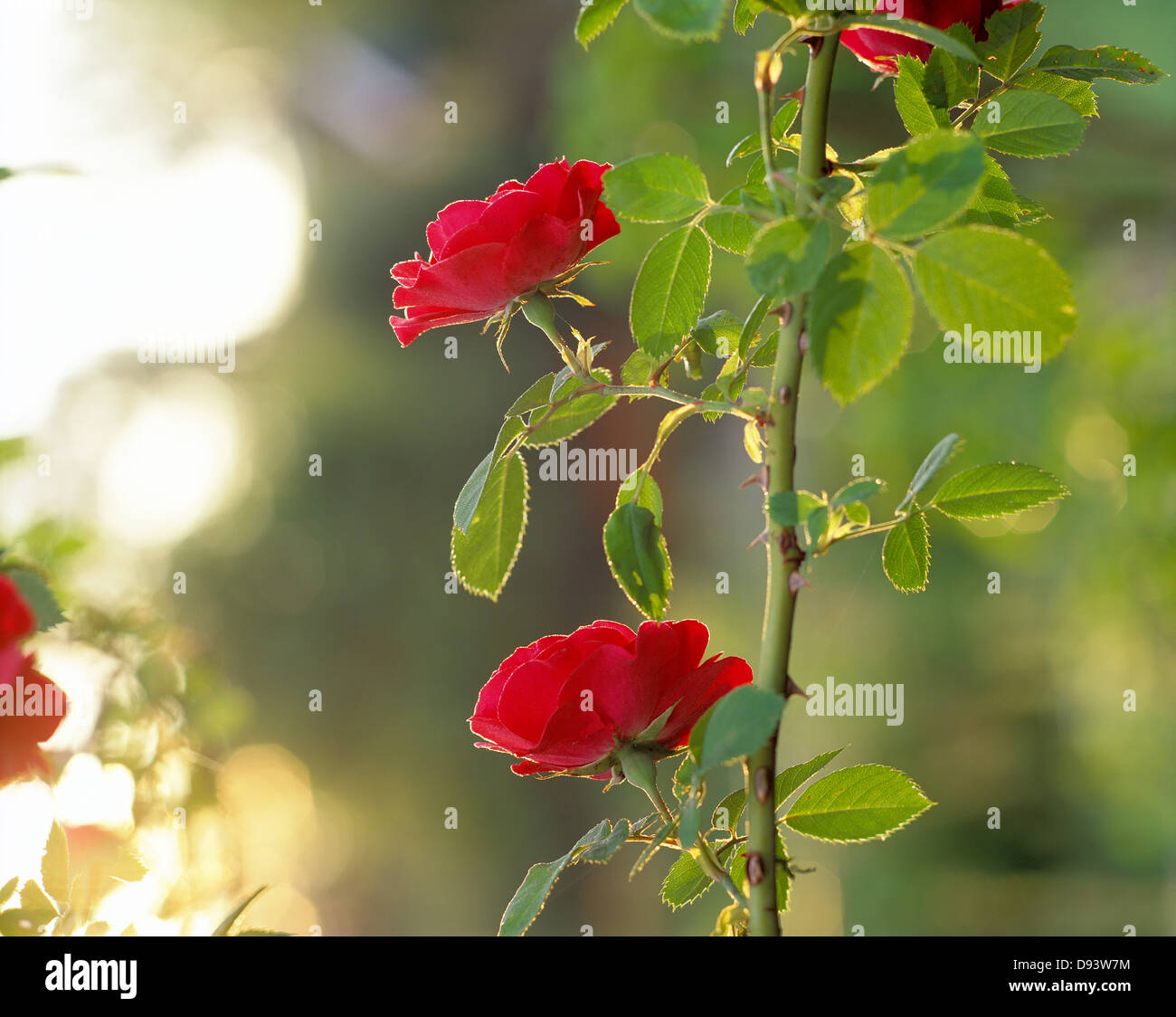 Rosenbush hi-res stock photography and images - Alamy
