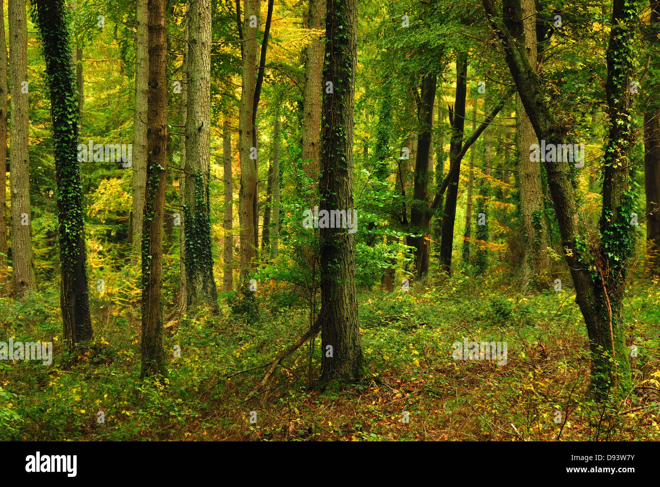 A view of Puddletown Forest Dorset Stock Photo - Alamy