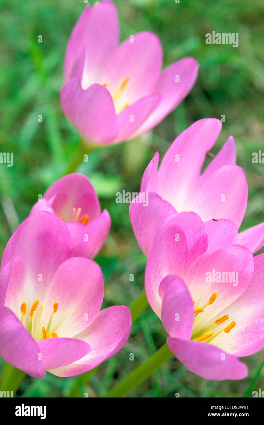 Pink colchicum, close-up Stock Photo - Alamy
