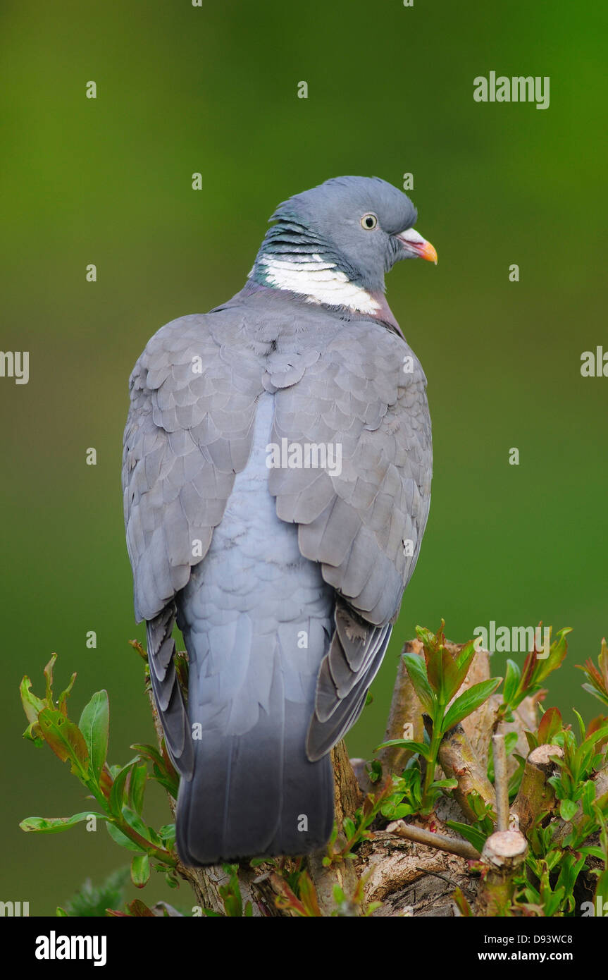 The back view of a woodpigeon Stock Photo - Alamy