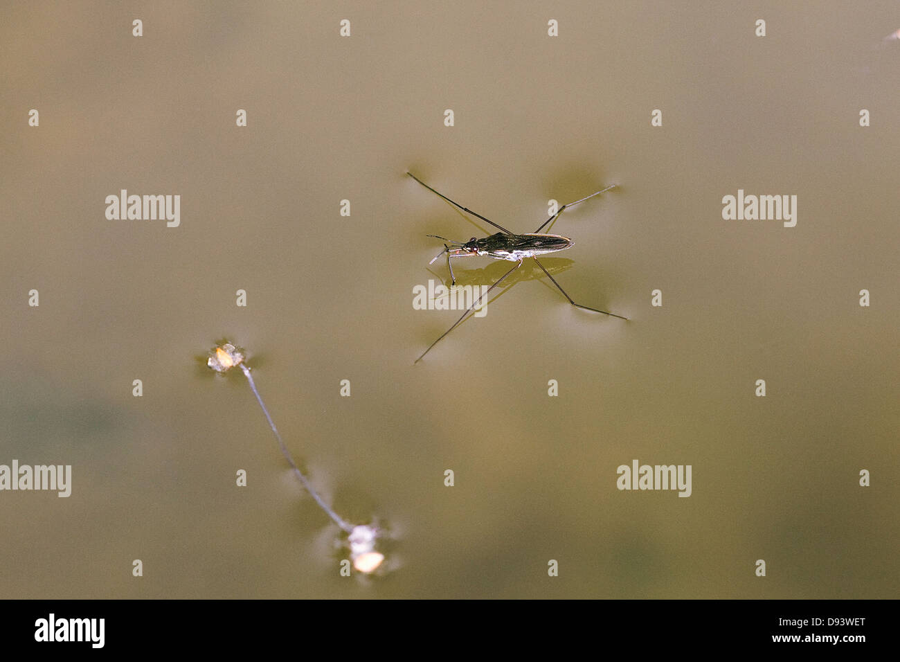 Insect in water hi-res stock photography and images - Alamy