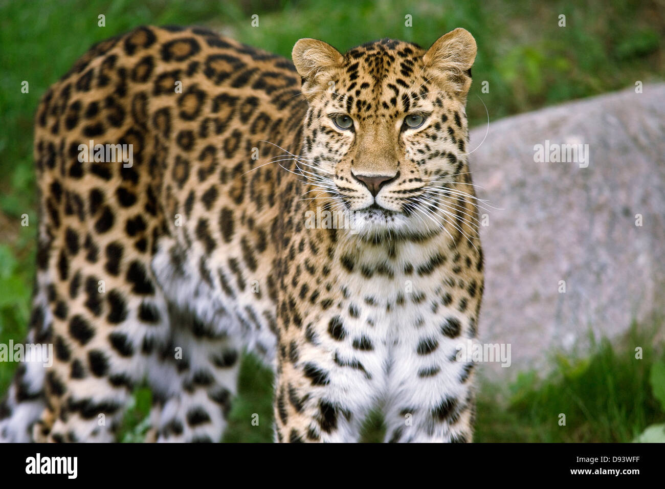 Leopard at zoo hi-res stock photography and images - Alamy