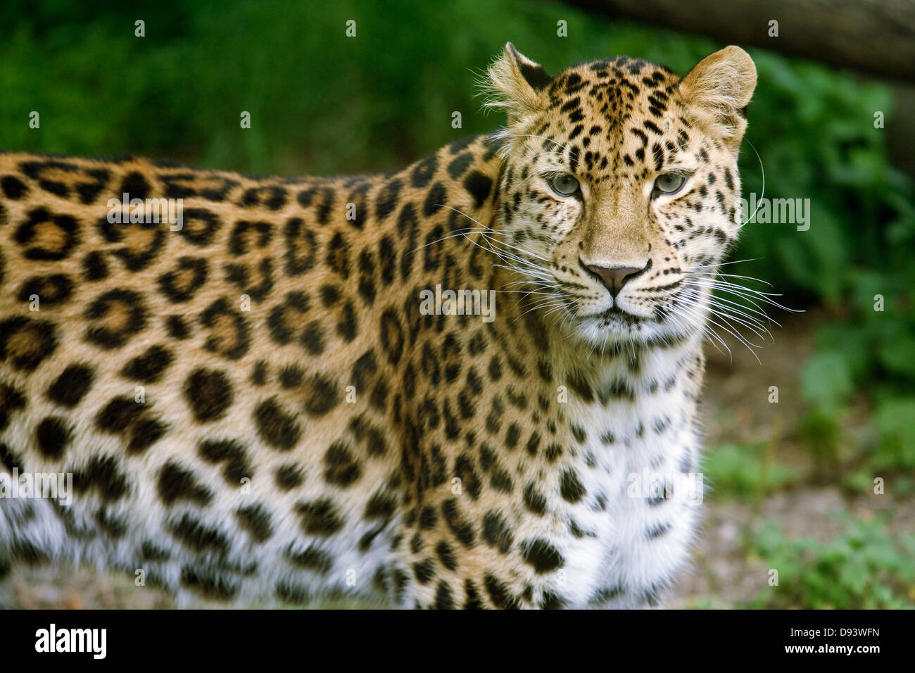 Leopard in zoo Stock Photo - Alamy