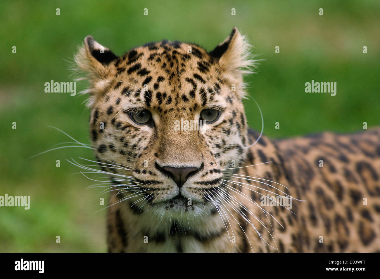 Leopard in zoo Stock Photo - Alamy