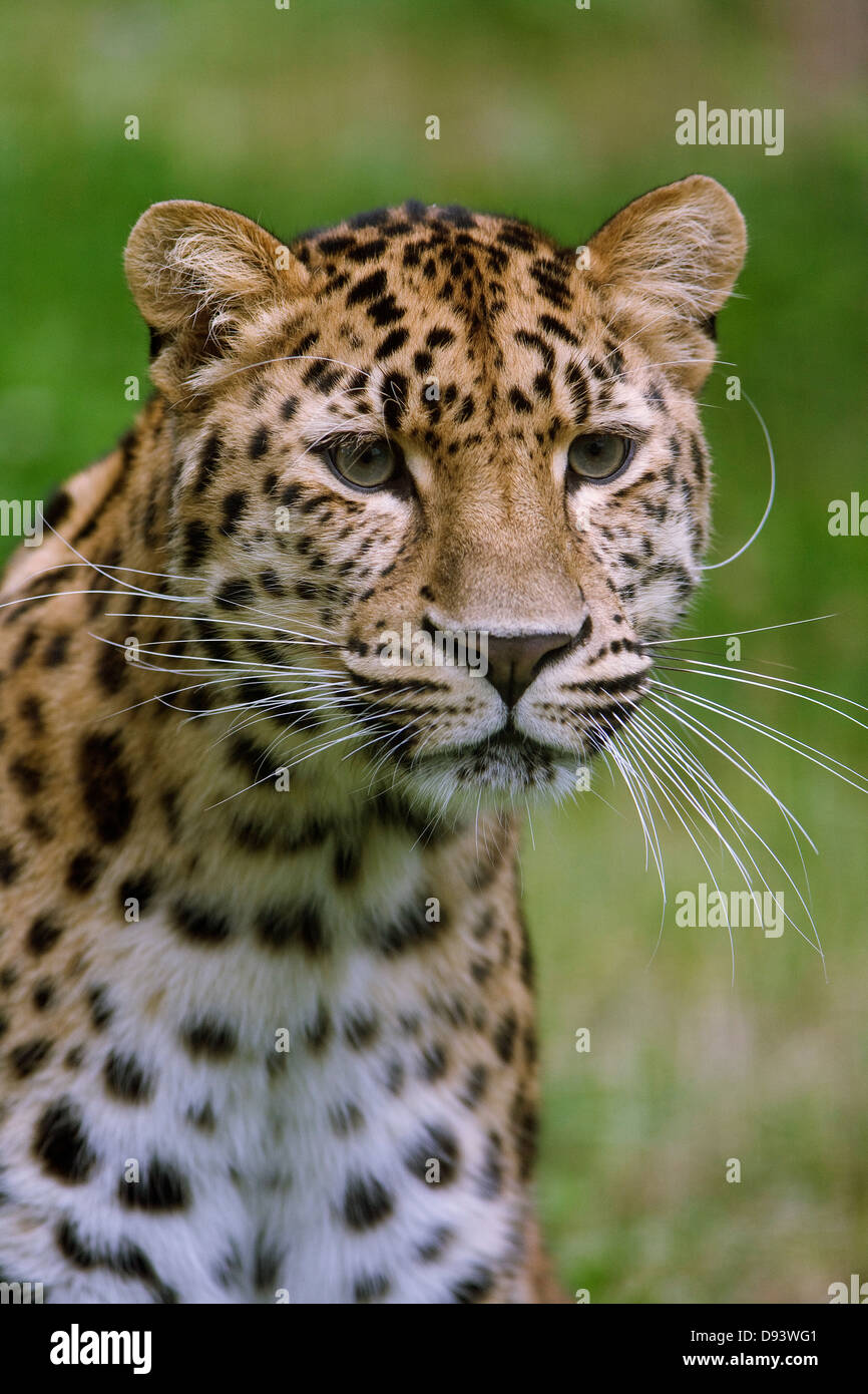 Leopard in zoo Stock Photo - Alamy