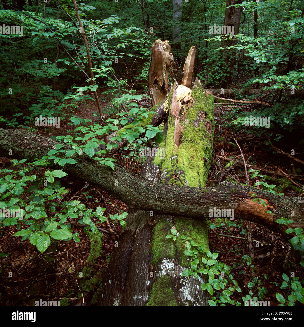 Trees in a primeval forest Stock Photo - Alamy