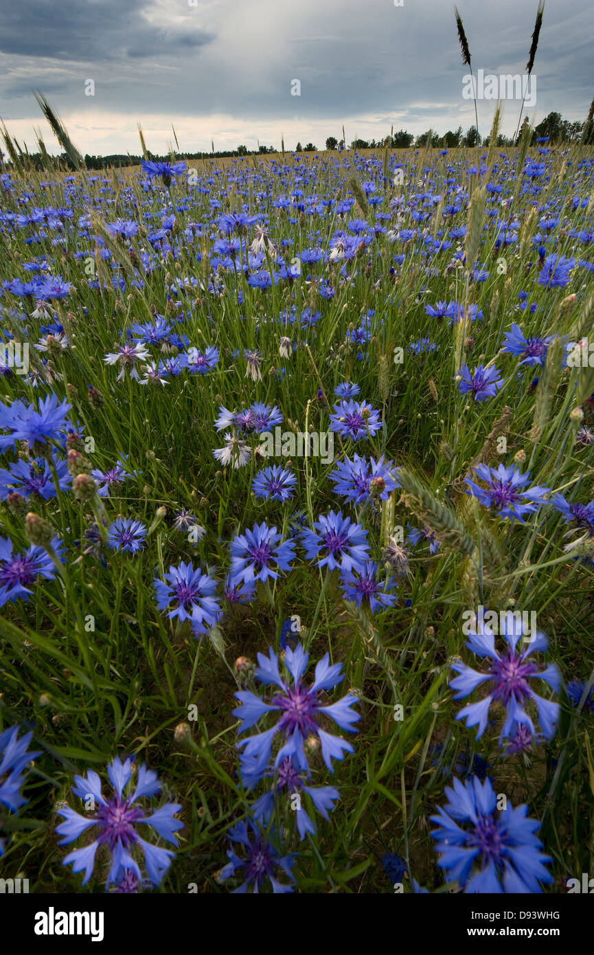 Field of cornflower hi-res stock photography and images - Alamy