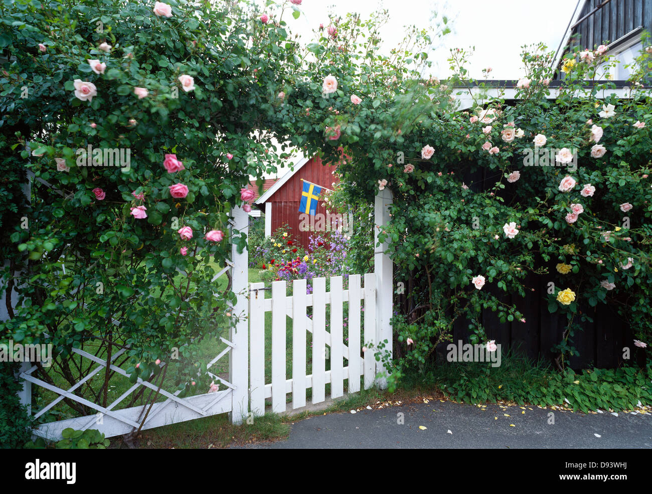 Rose bushes hi-res stock photography and images - Alamy