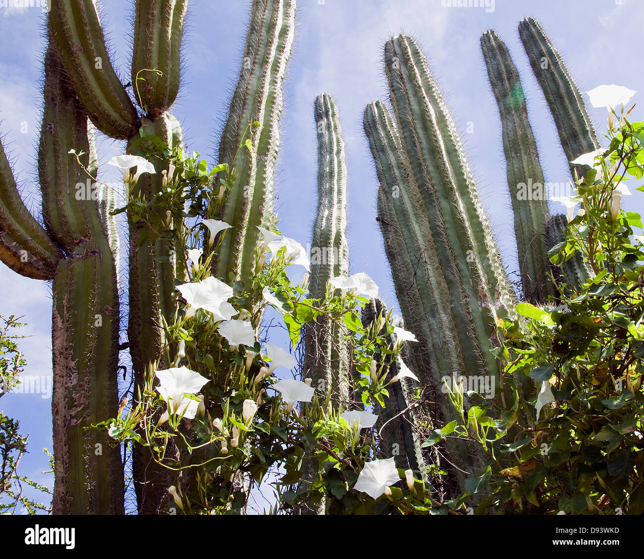 Climbing cactus hi-res stock photography and images - Alamy