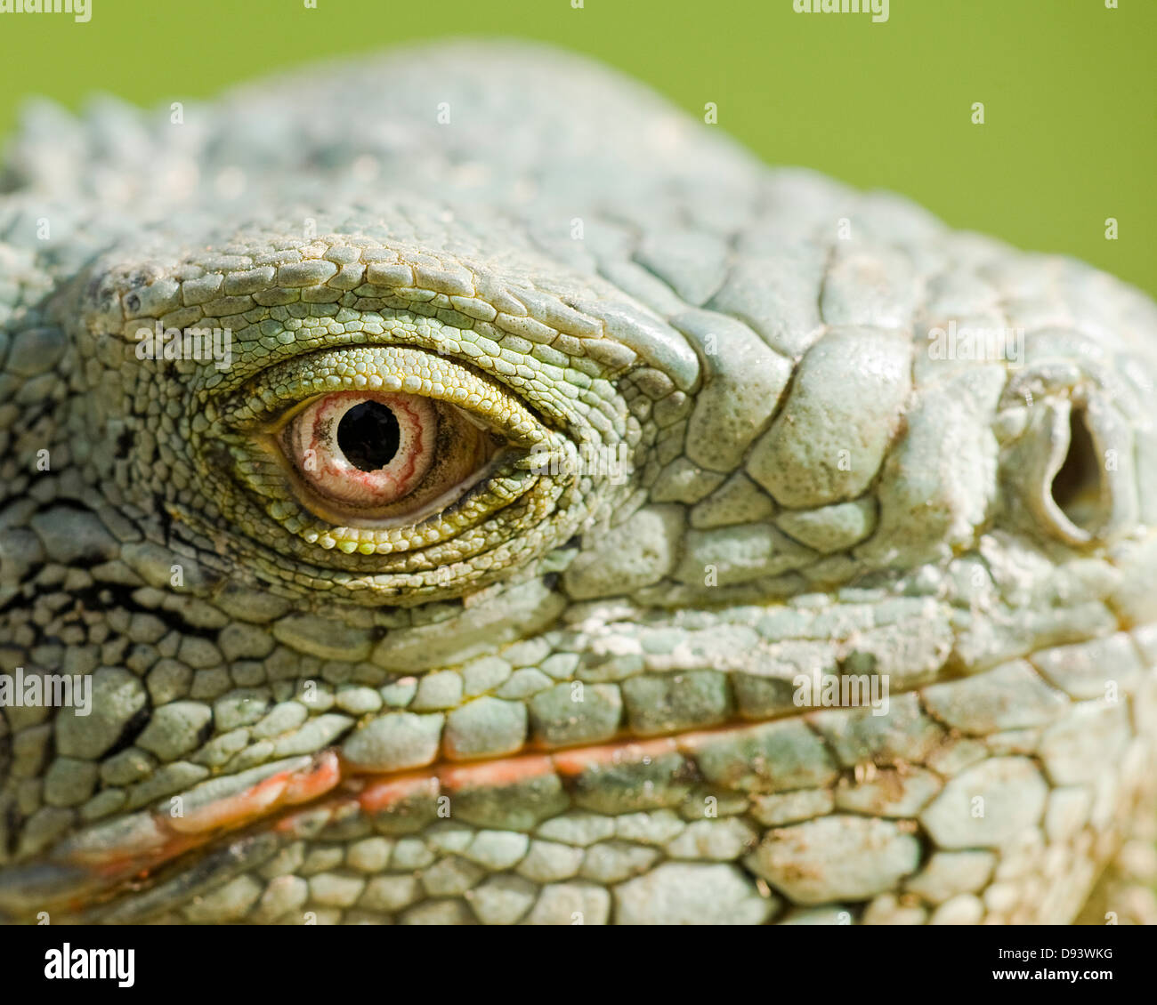 Green iguana looking camera hi-res stock photography and images - Alamy