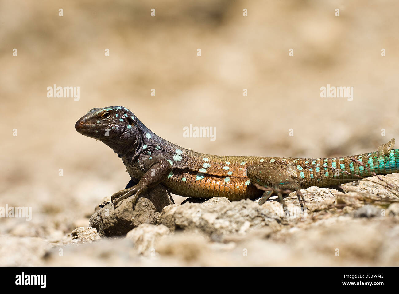 Lizard in brown color hi-res stock photography and images - Alamy