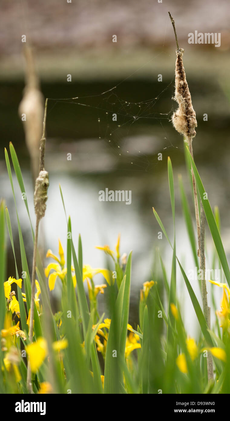 Spider's Web Suspended between two Reeds Stock Photo - Alamy