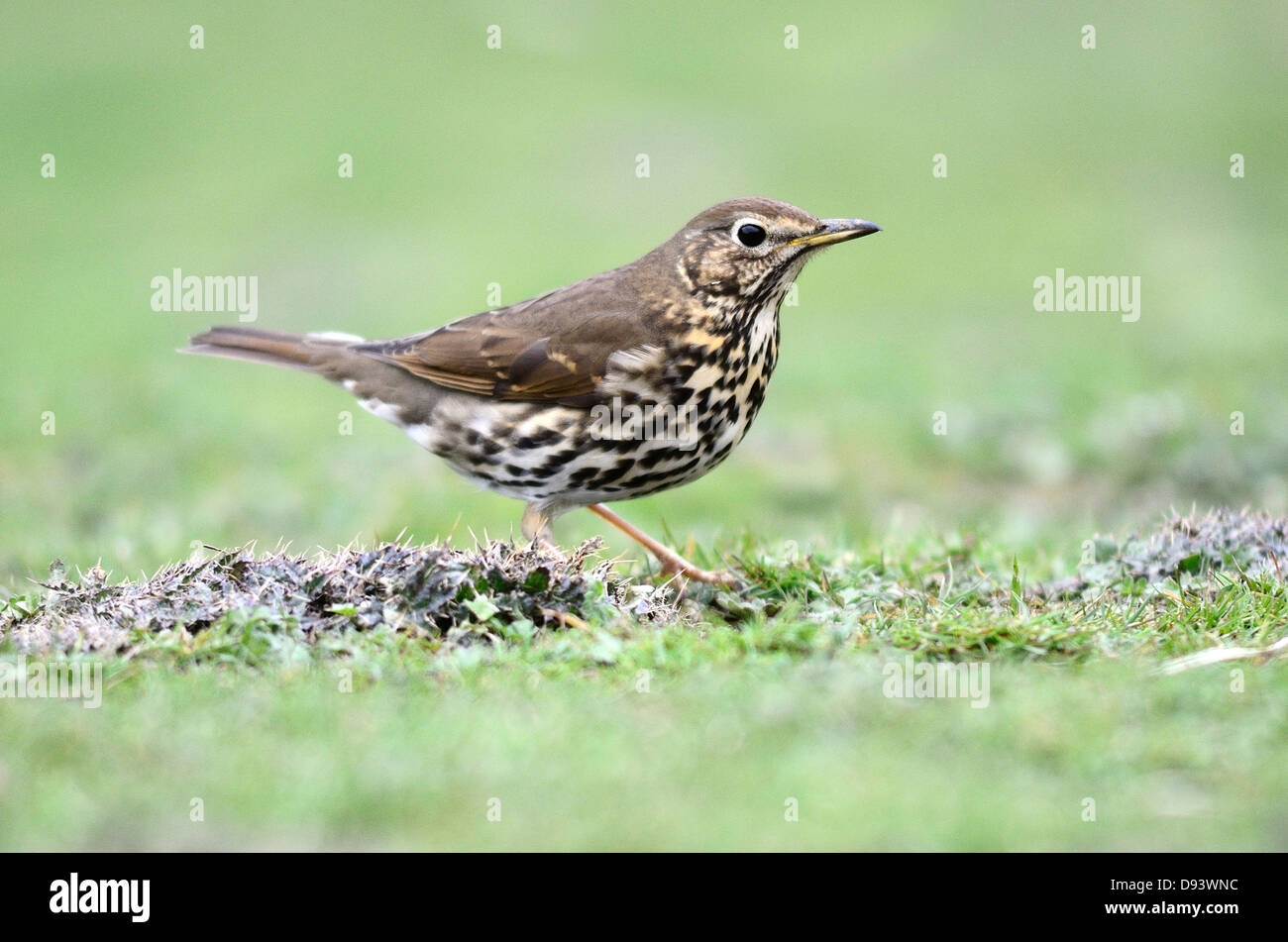Thrush and bird hi-res stock photography and images - Alamy