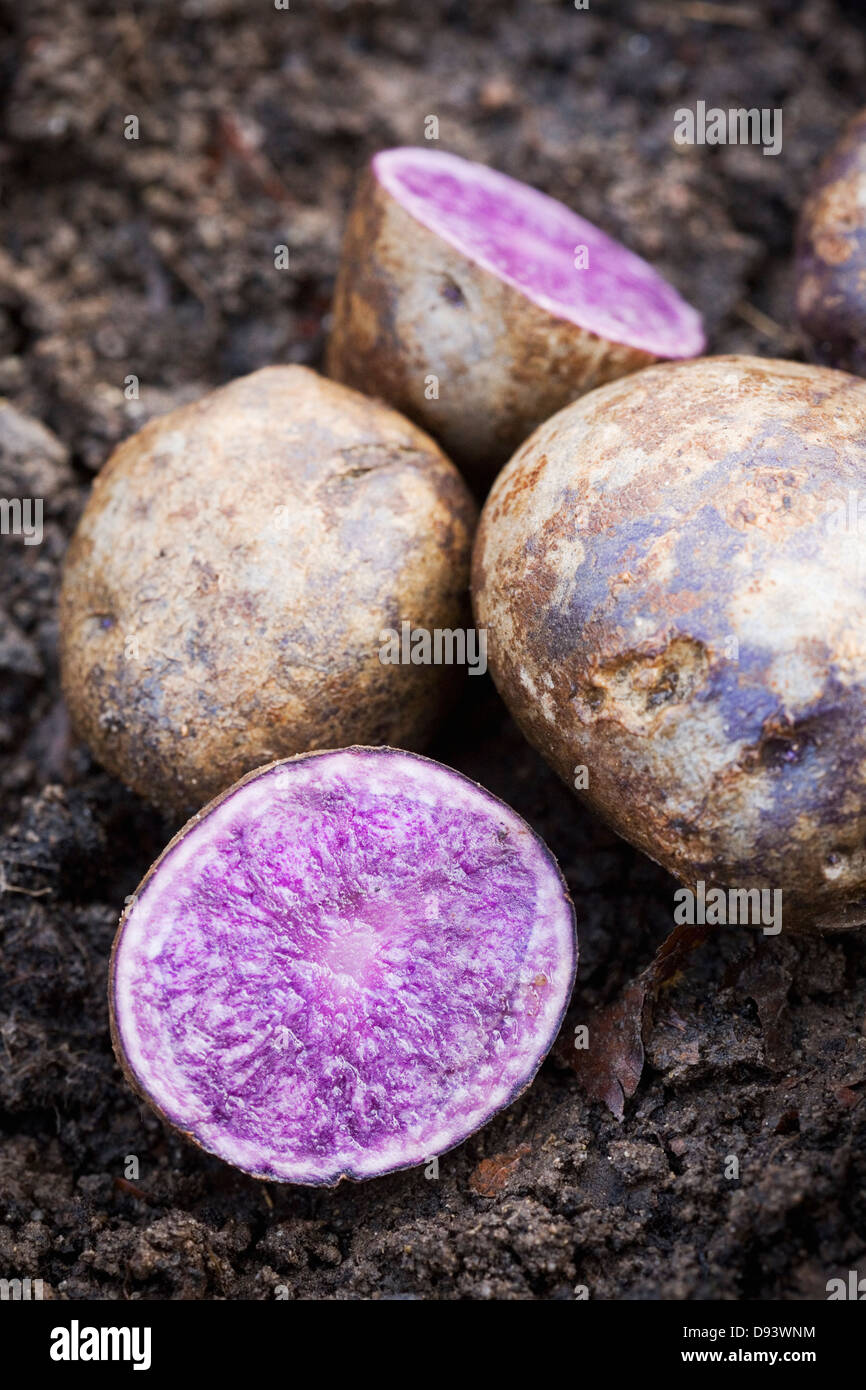 Cross Section of purple potato Stock Photo - Alamy